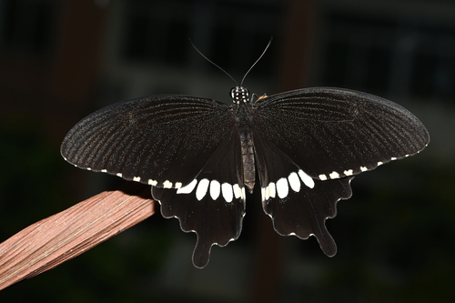HA LONG NATURE: BƯỚM PHƯỢNG ĐEN, PAPILIO POLYTES